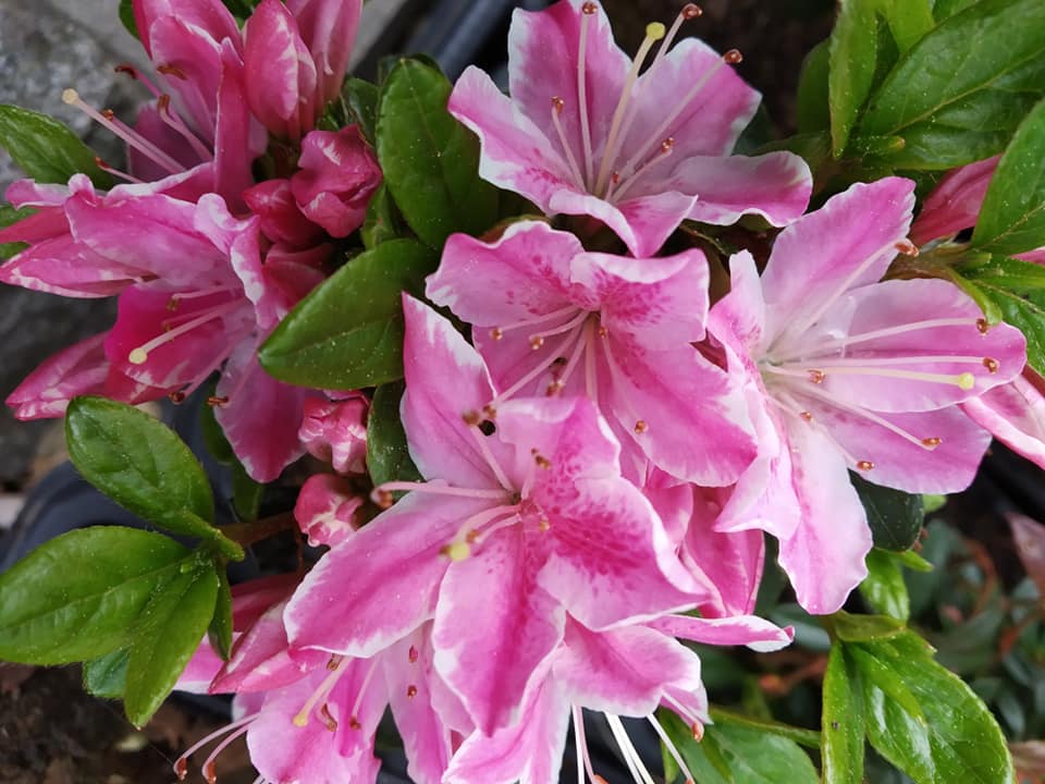 OKRASNÉ ROSTLINY - onlinerostliny.cz